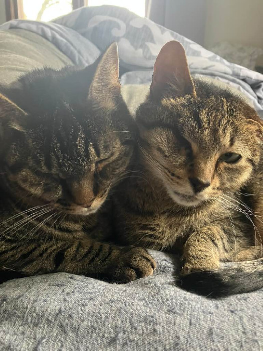 Kate, the Cat Commander :: The Human Exception